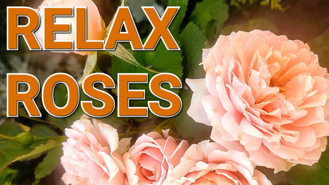 Троянди з назвами RELAX Roses with names - YouTube