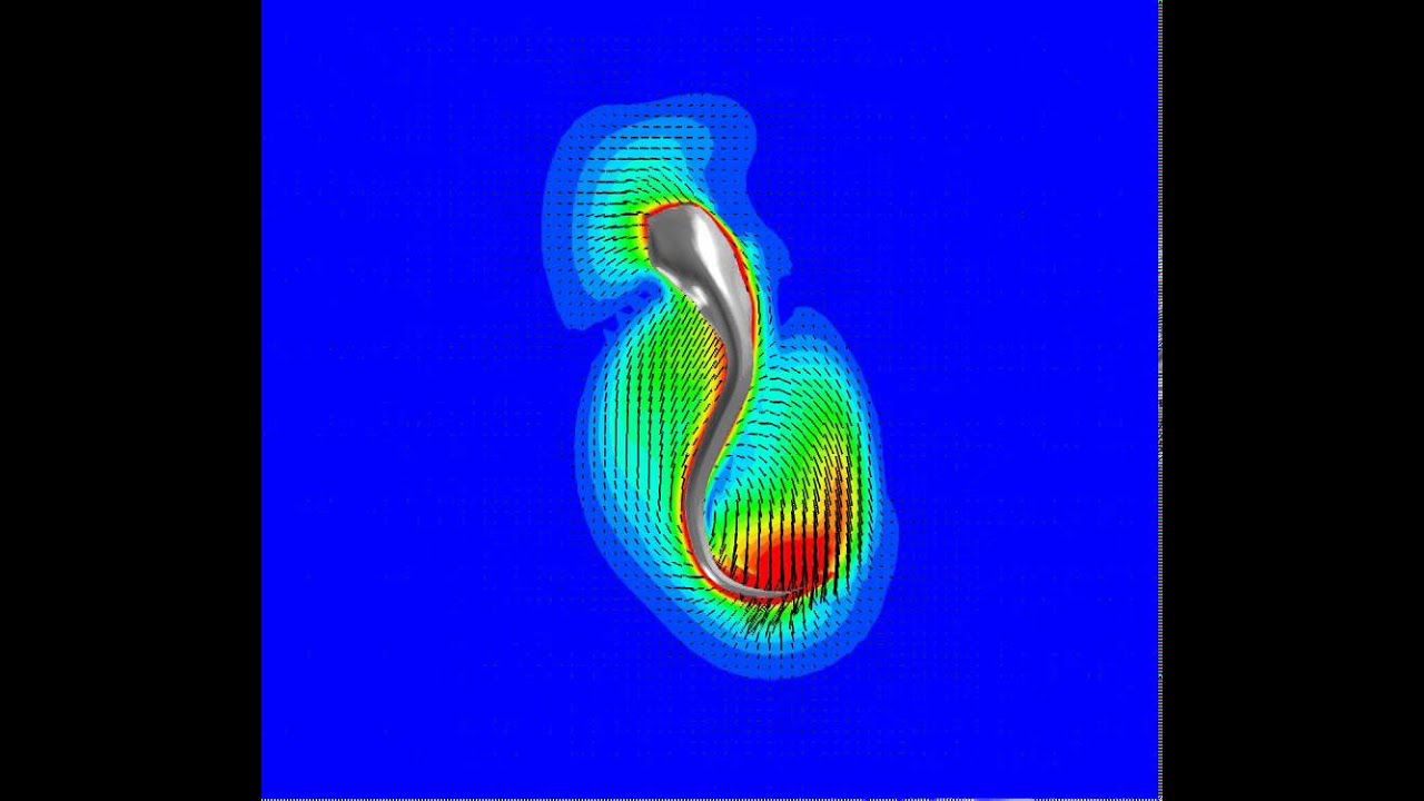 3D Free-swimming CFD on larval zebrafish backward C-start - YouTube