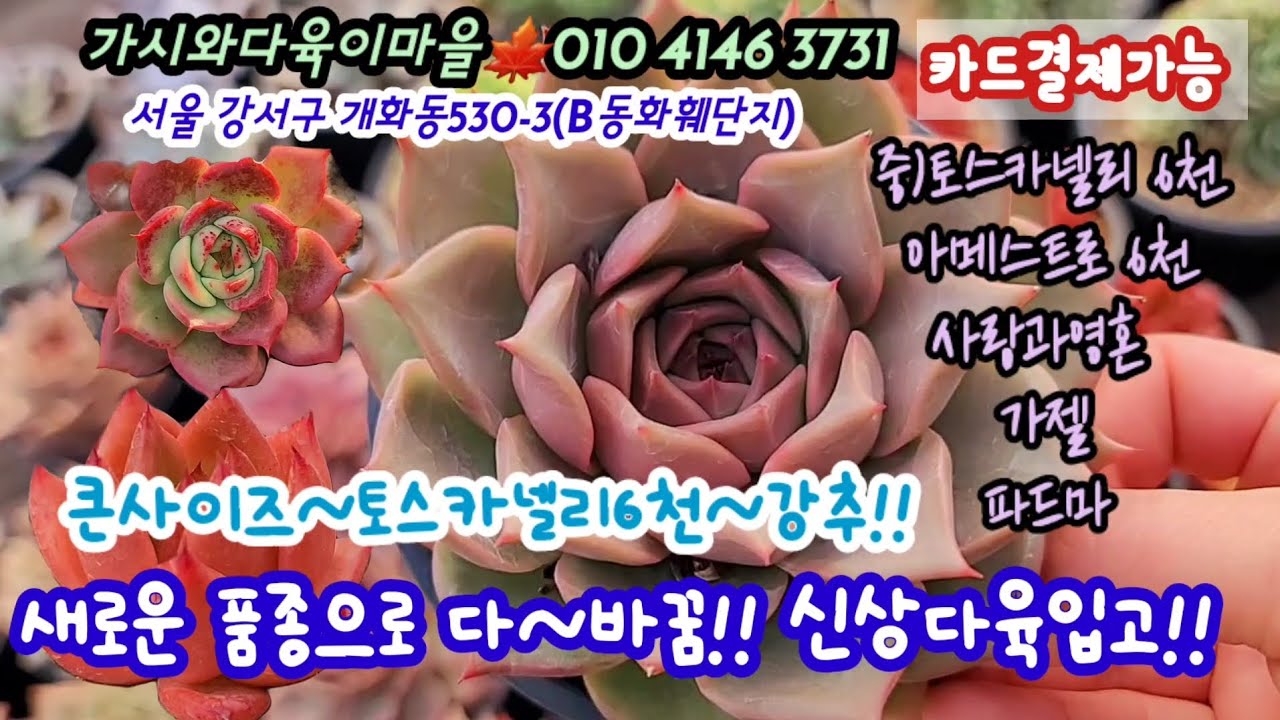 서울가시와다육이마을에 신상다육으로 바꿈 중사이즈 토스카넬리6천 아메스트로 사랑과영혼 가젤 파드마 블루드레곤군생 습지야 칼귤러스 체리톱스등 코노 리톱스 입고유료광고포함