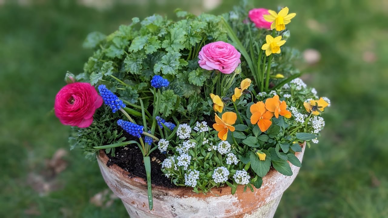 Planting Early Spring Flowers - YouTube
