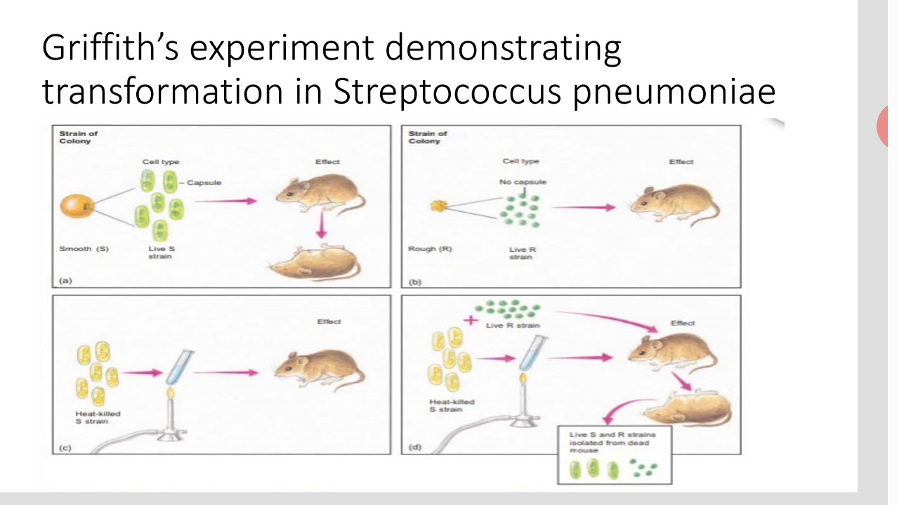chemical str. of DNA - YouTube