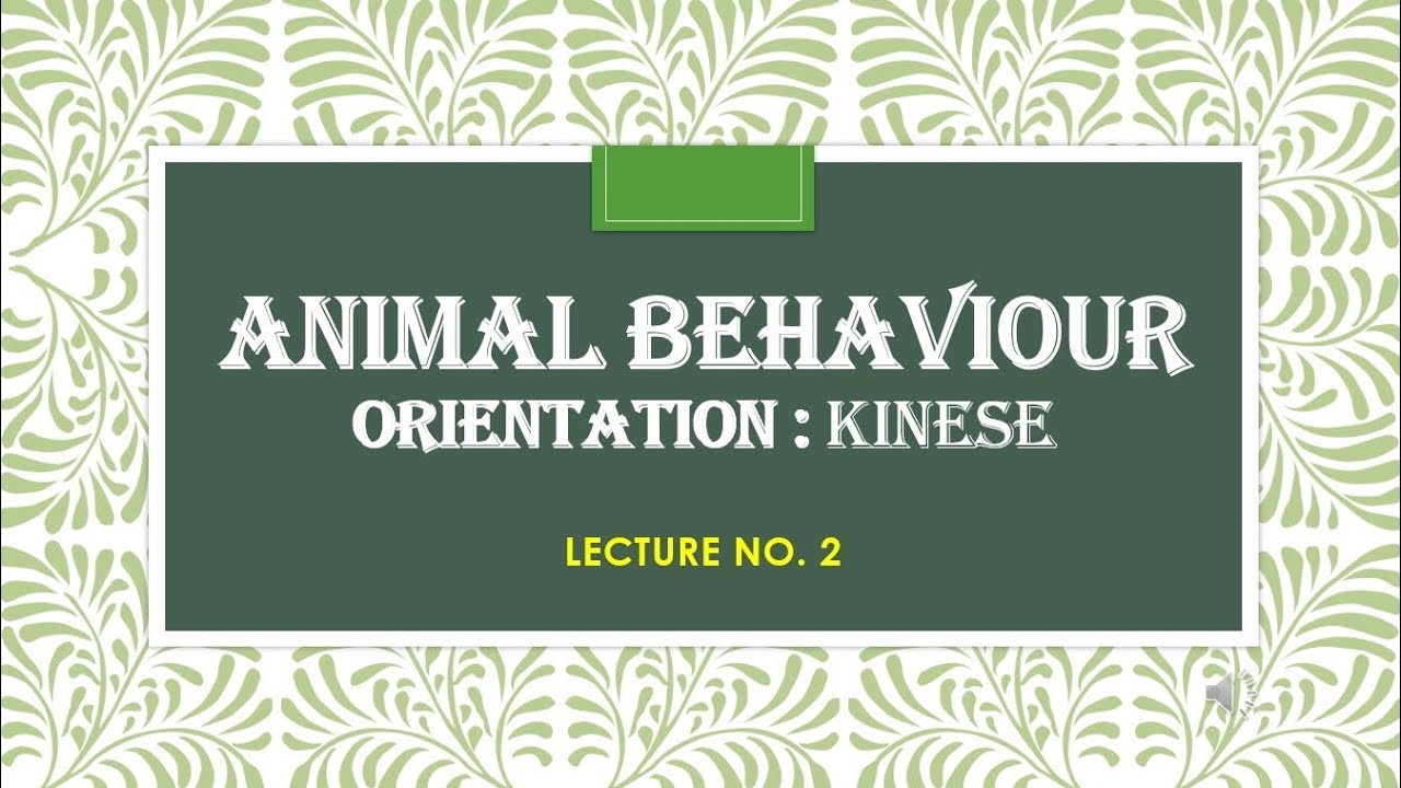 ANIMAL BEHAVIOUR : ORIENTATION: KINESES - YouTube