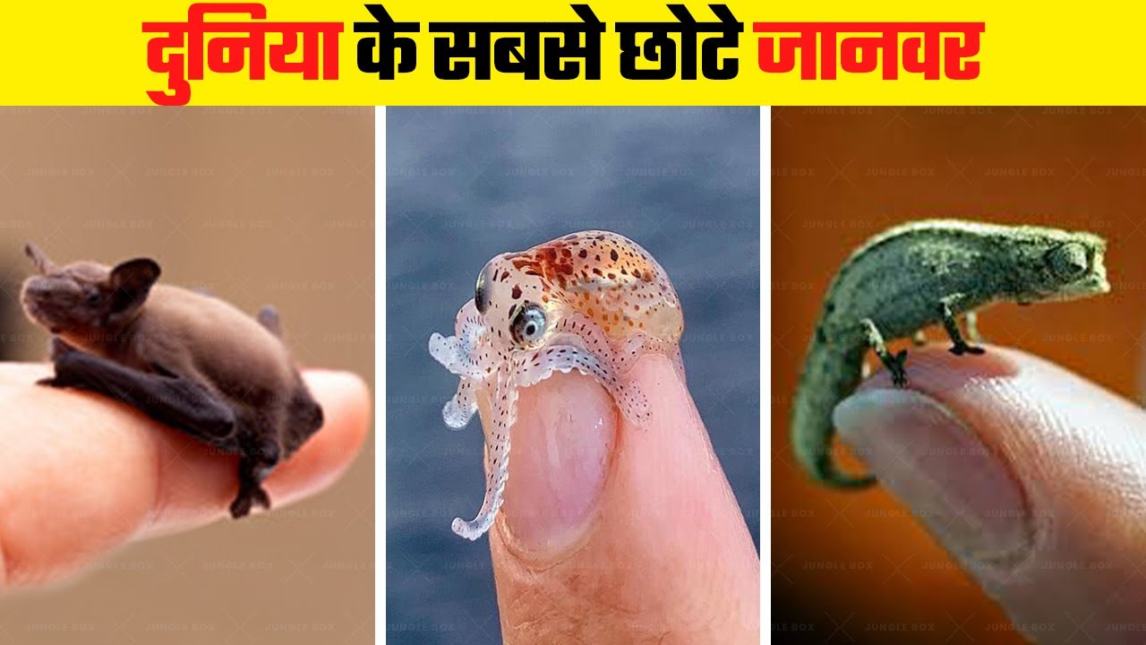 इतने छोटे जीवों को देख अचरज में है दुनिया । Tiniest Animals in the ...