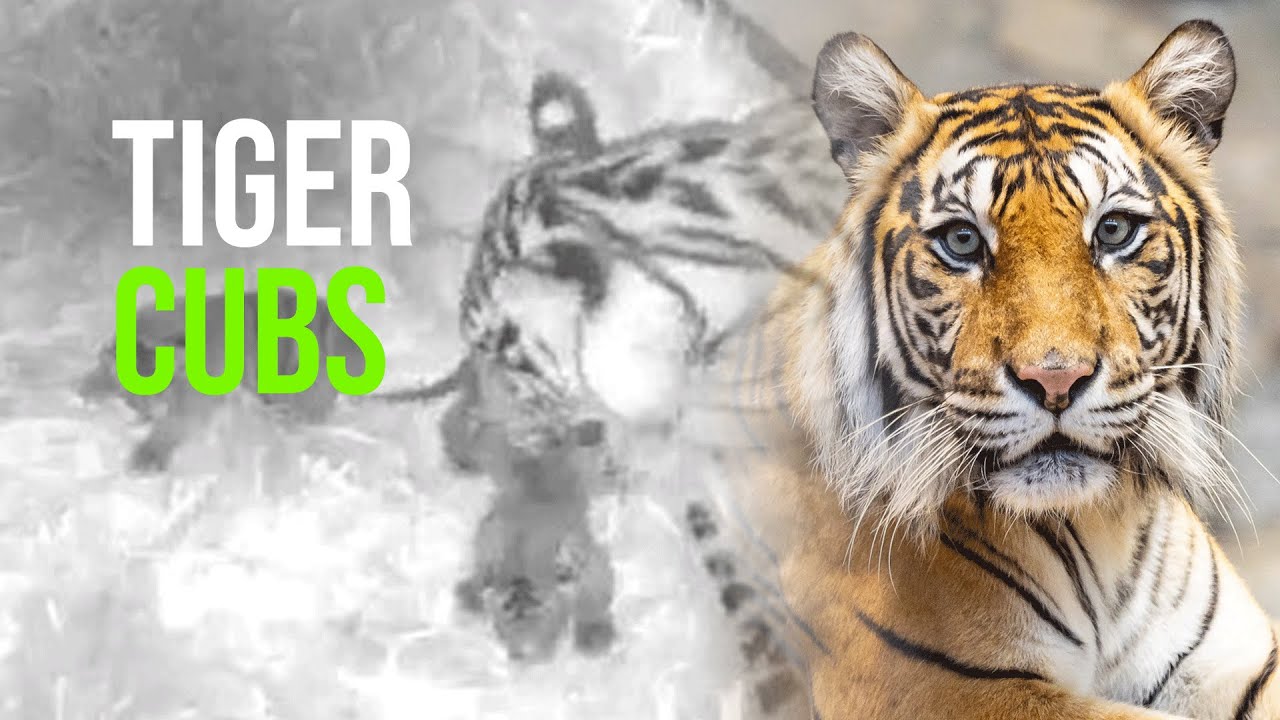 Maltese Tiger Cub Endangered