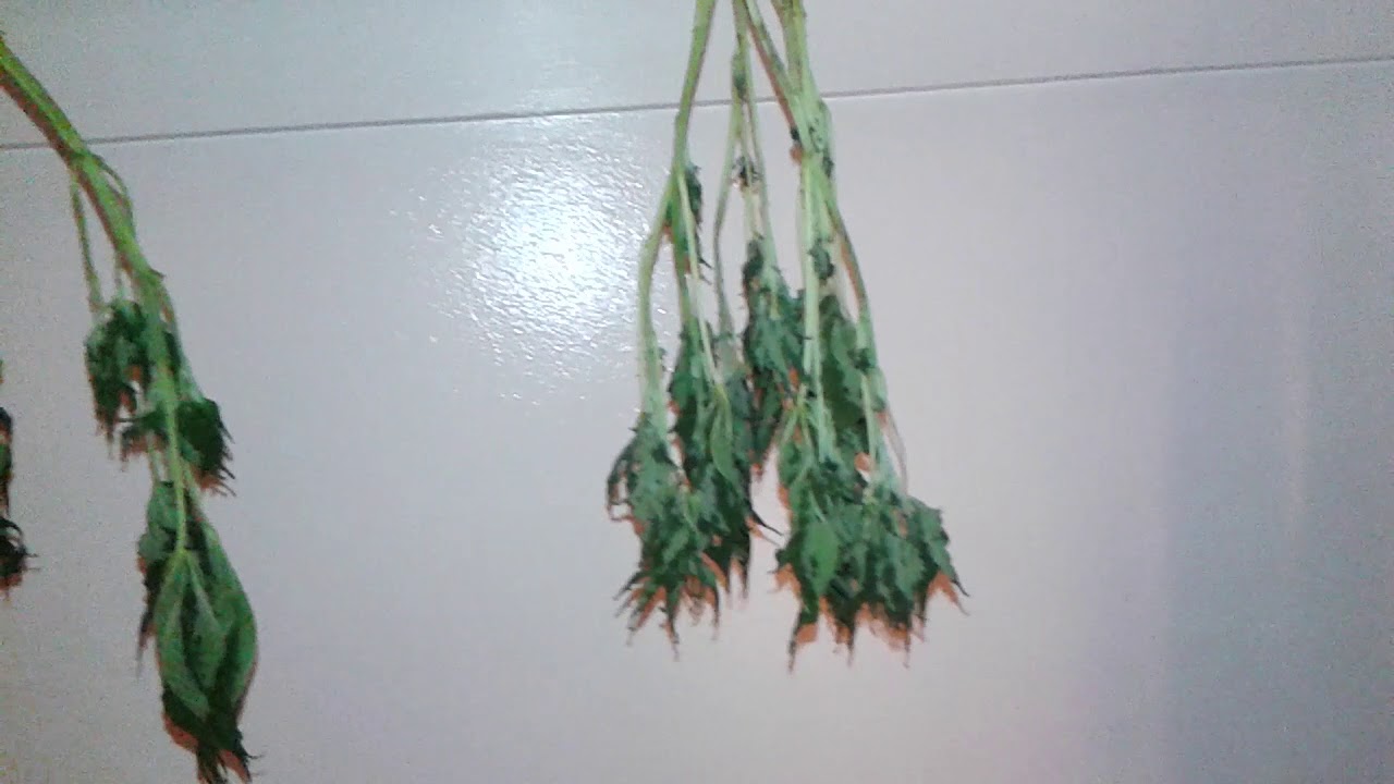 End of week 1 flower - YouTube