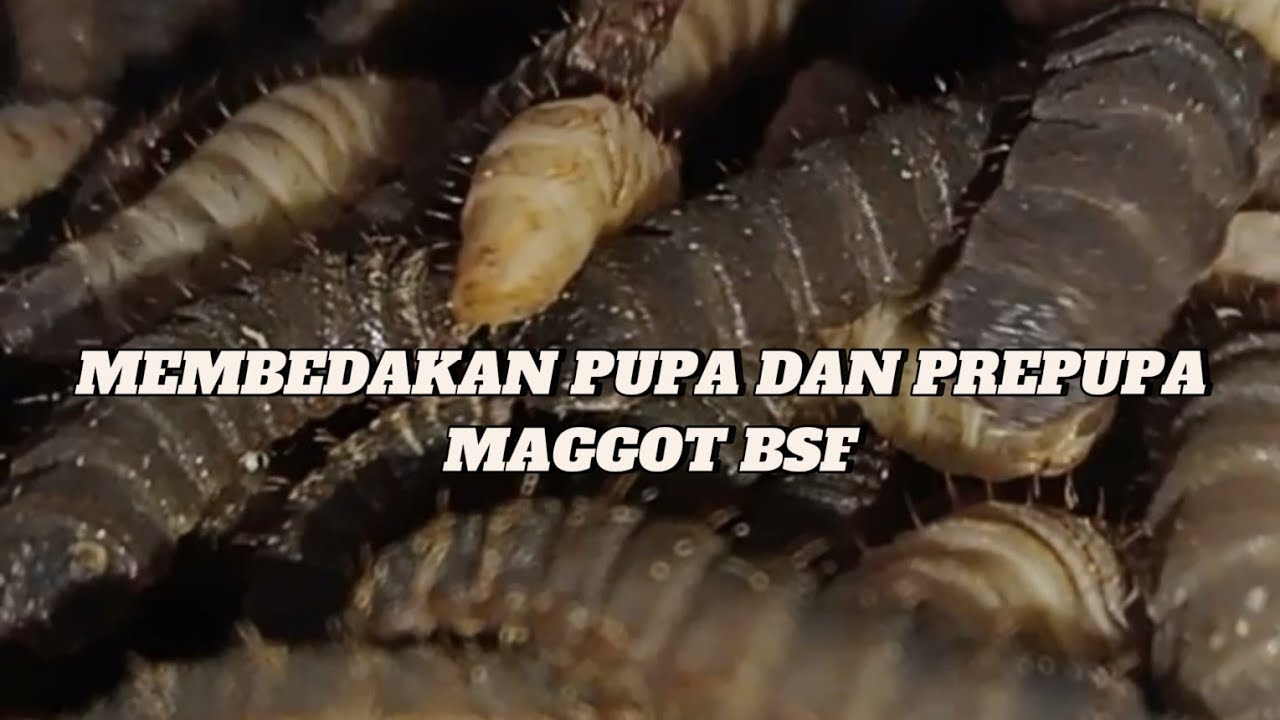 MEMBEDAKAN PUPA DAN PREPUPA MAGGOT BSF || BUDIDAYA MAGGOT BSF - YouTube