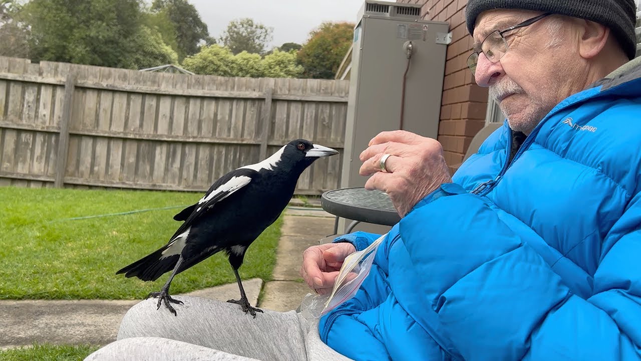 Daddy was peckish & his usual cheeky self - Male Australian Magpie ...
