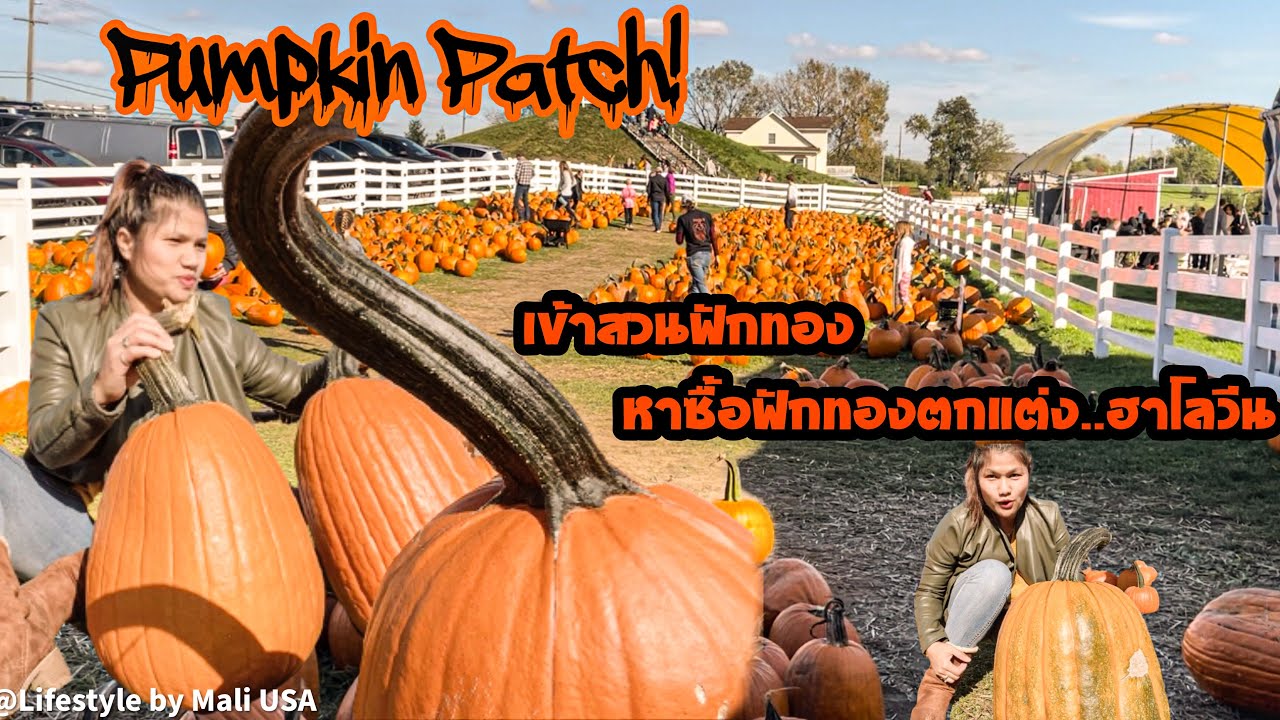Trip to the farm with Halloween Pumpkin Patch | เที่ยวสวนฟักทองตกแต่งฮา ...