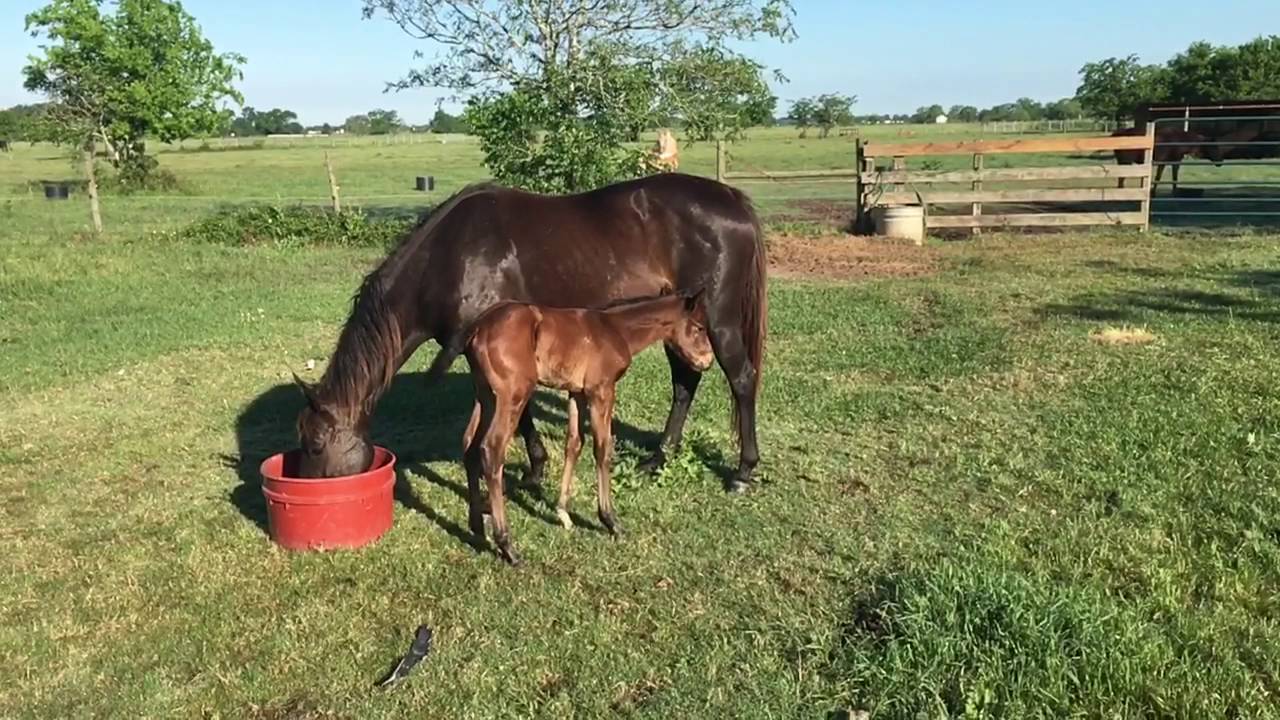 Lady Ashcroft - Day 1 - YouTube