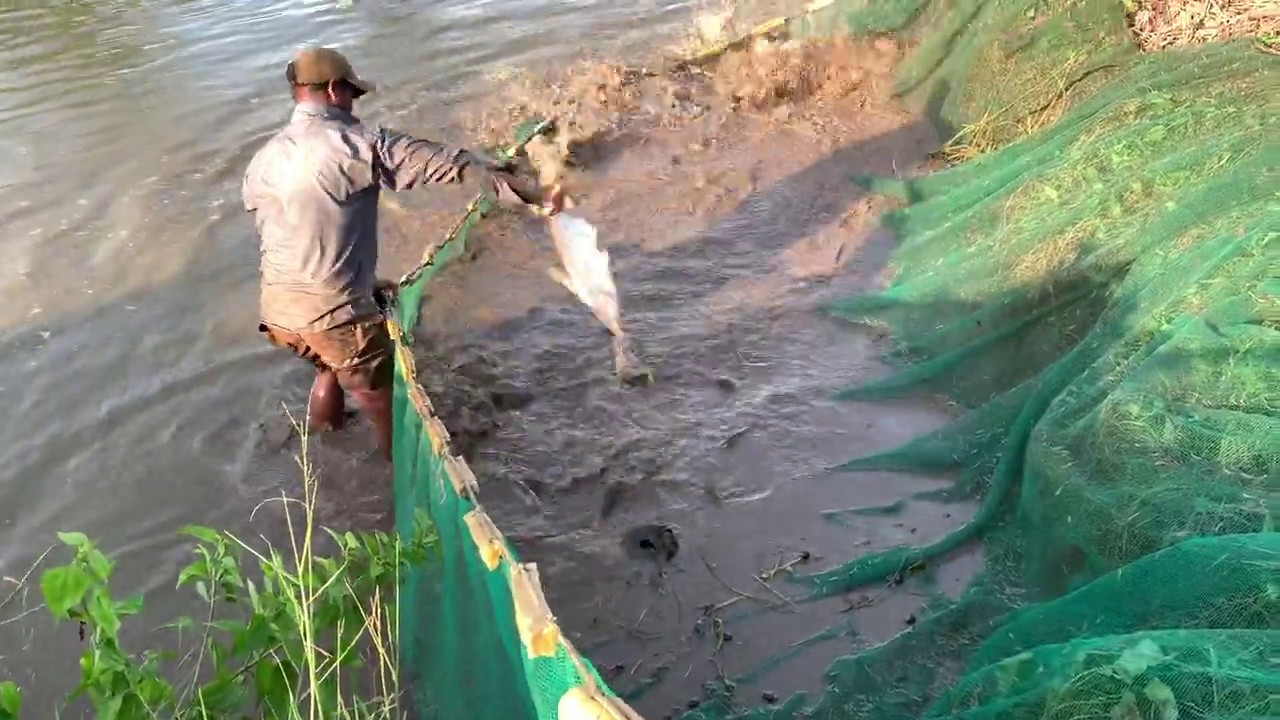 Pangasius Fish Farming || Pangasius Catfish Catching - YouTube