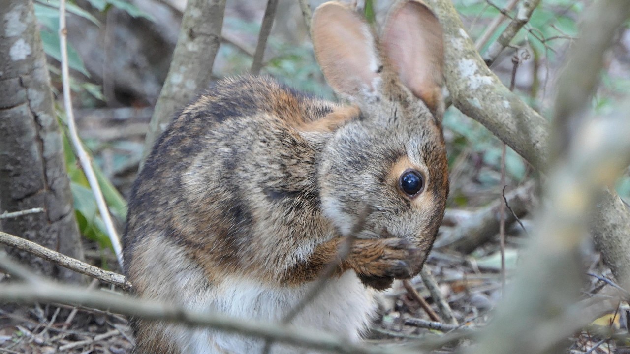 Swamp Rabbit cleans muddy feet and face - YouTube