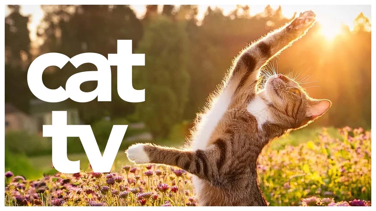 CAT TV | 10 Hour Bird Watching and Rodent Video for Cats! 🐱 - YouTube