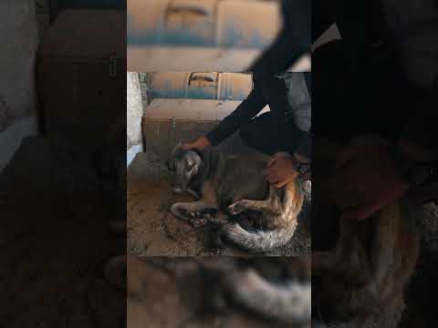 DİŞİ KANGALIN DOĞUM ANI!  #kangal #kangalyavrusu #shorts