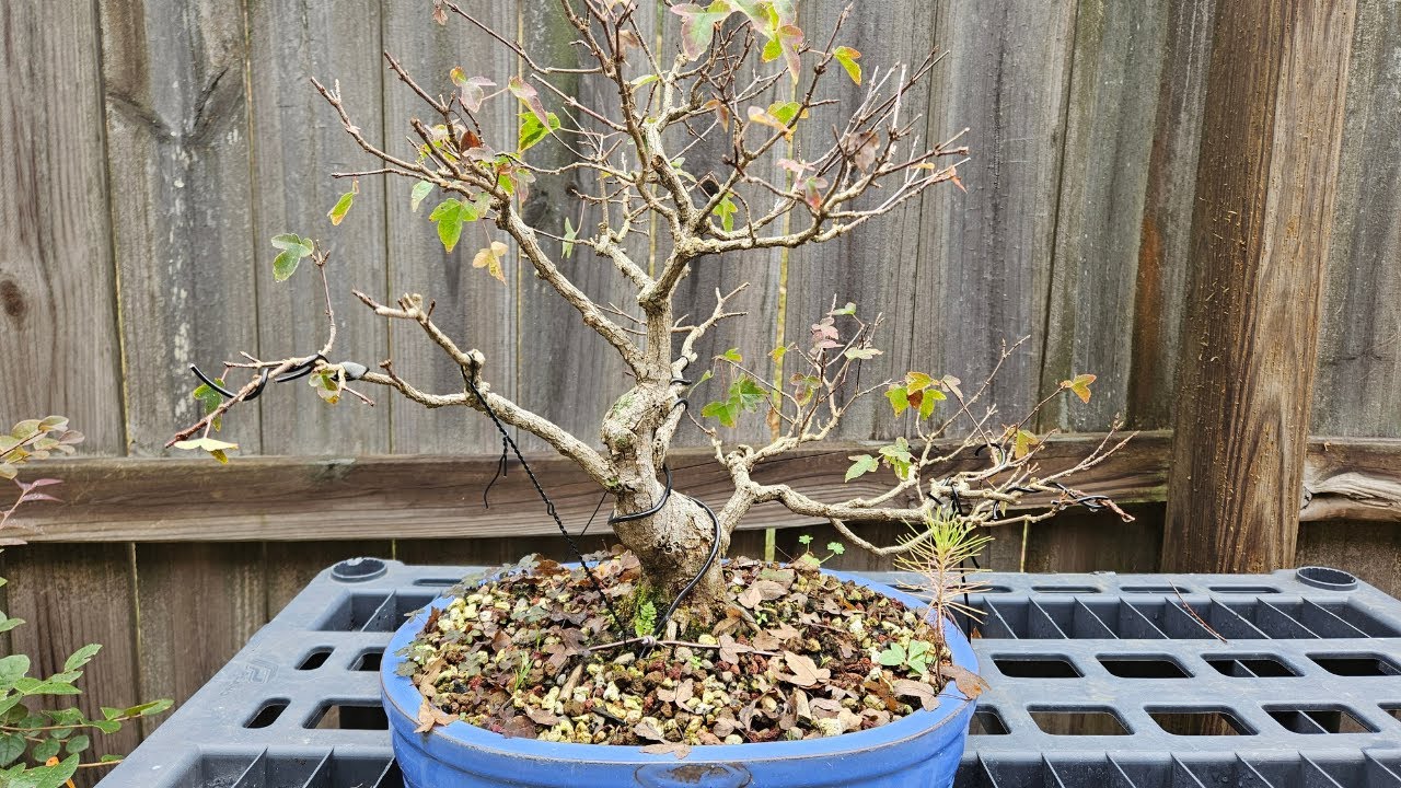 Fall Wiring for Trident Maples: Beginner Tips (Warning Branches can ...