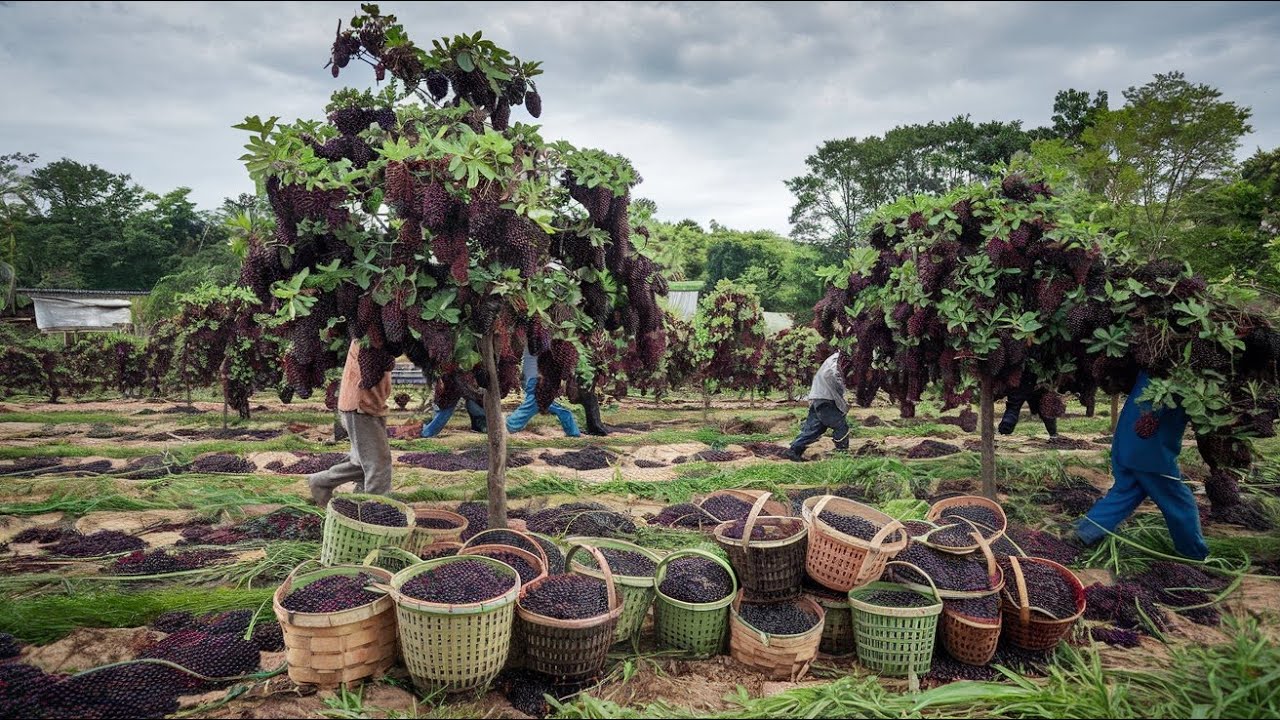 How Farmers Harvest Millions of Mulberry: Mulberry Farming | Farming ...