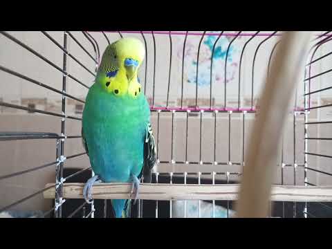 Muhabbet Kuşları İçin ASMR Sesler 🎶🐦2 Saatlik Mutluluk ve Huzur: Muhabbet kuşu sesi