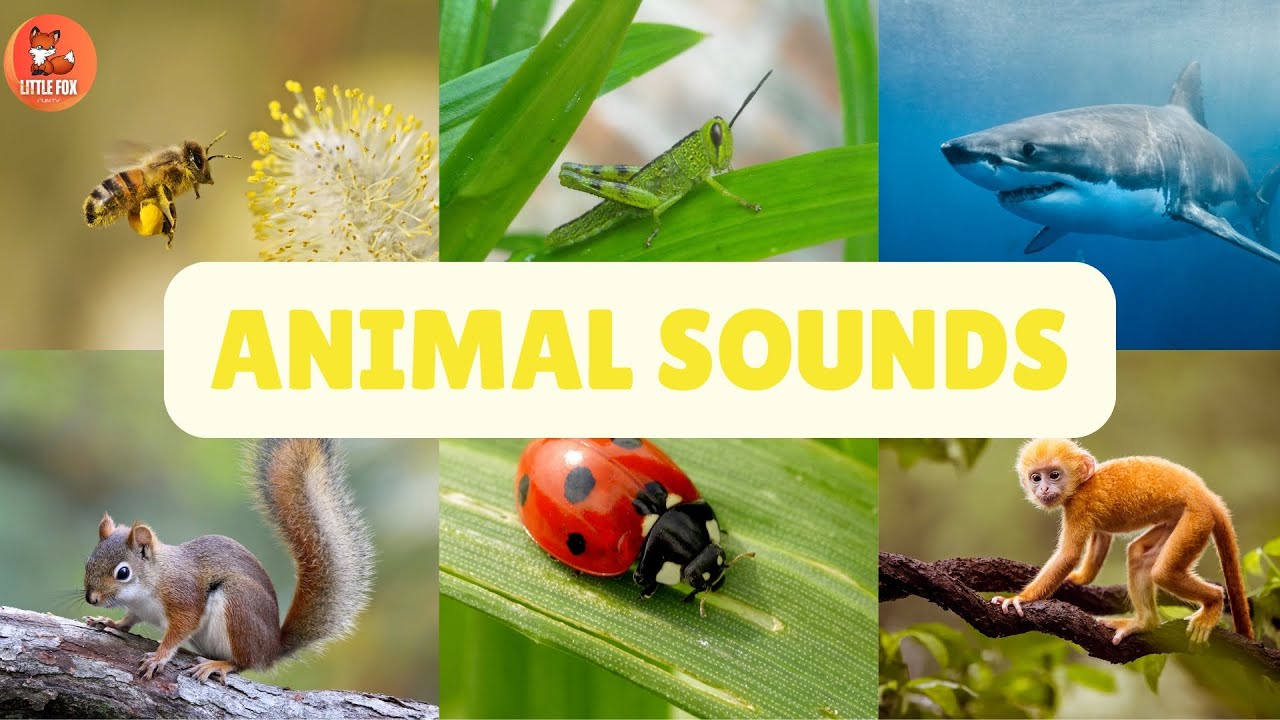Animal Sounds-Bees|Grasshopper|Ladybug|Shark|Dolphin|squirrel|Monkey # ...