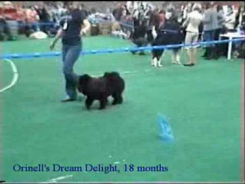 Chow-chow Orinell' Dream Delight, bitch, own. Alena Elyutina, Simauta Dess kennel