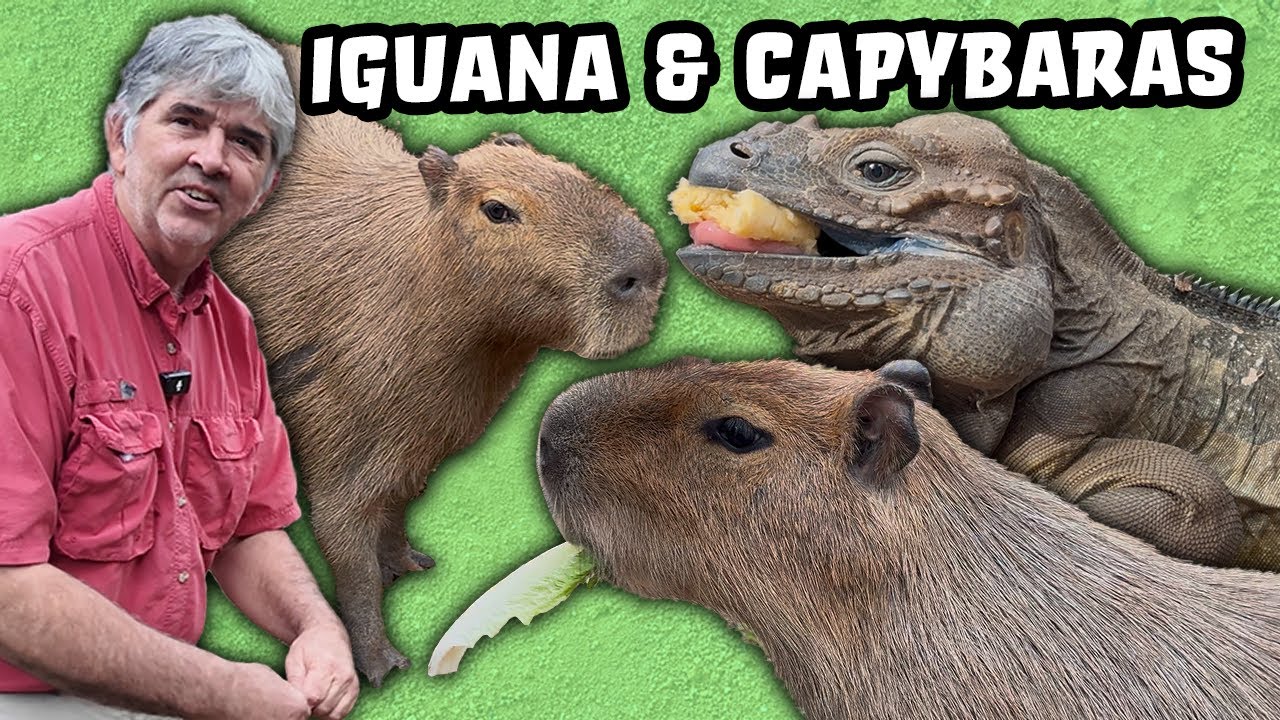 Wild Florida Iguanas and Capybaras - YouTube