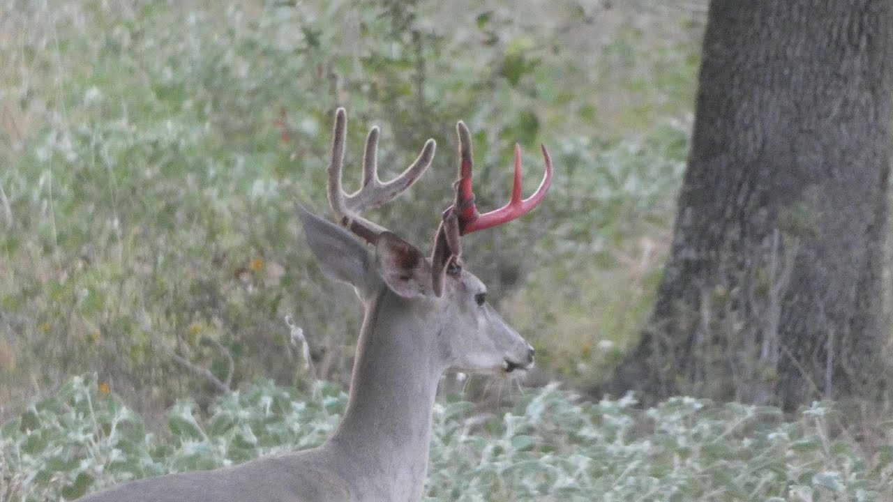 Itchy Buck - YouTube