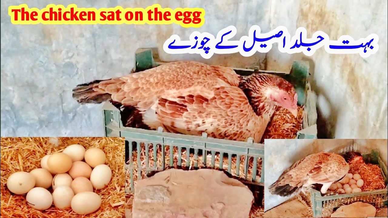 Murghi Ko Eggs Par Bitha Diya | New Aseel Chicks Come - YouTube