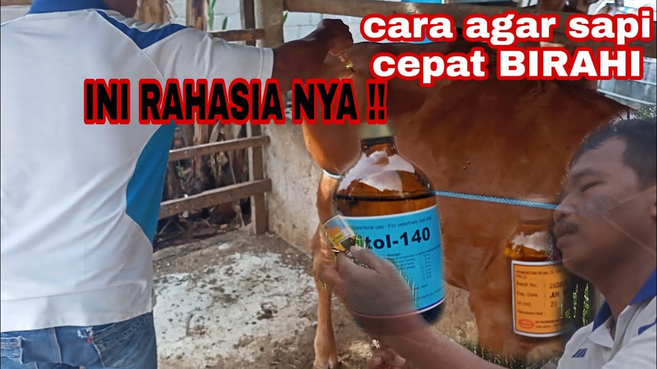 sapi mandul || CARA SUNTIK PERANGSANG SAPI MAJER || SINKRONISASI BIRAHI ...