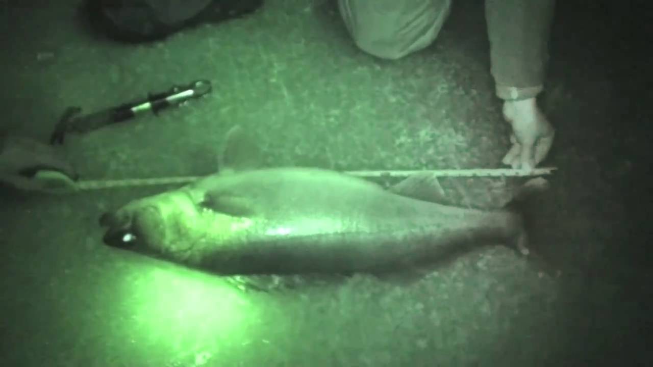 14lb ice walleye release - YouTube