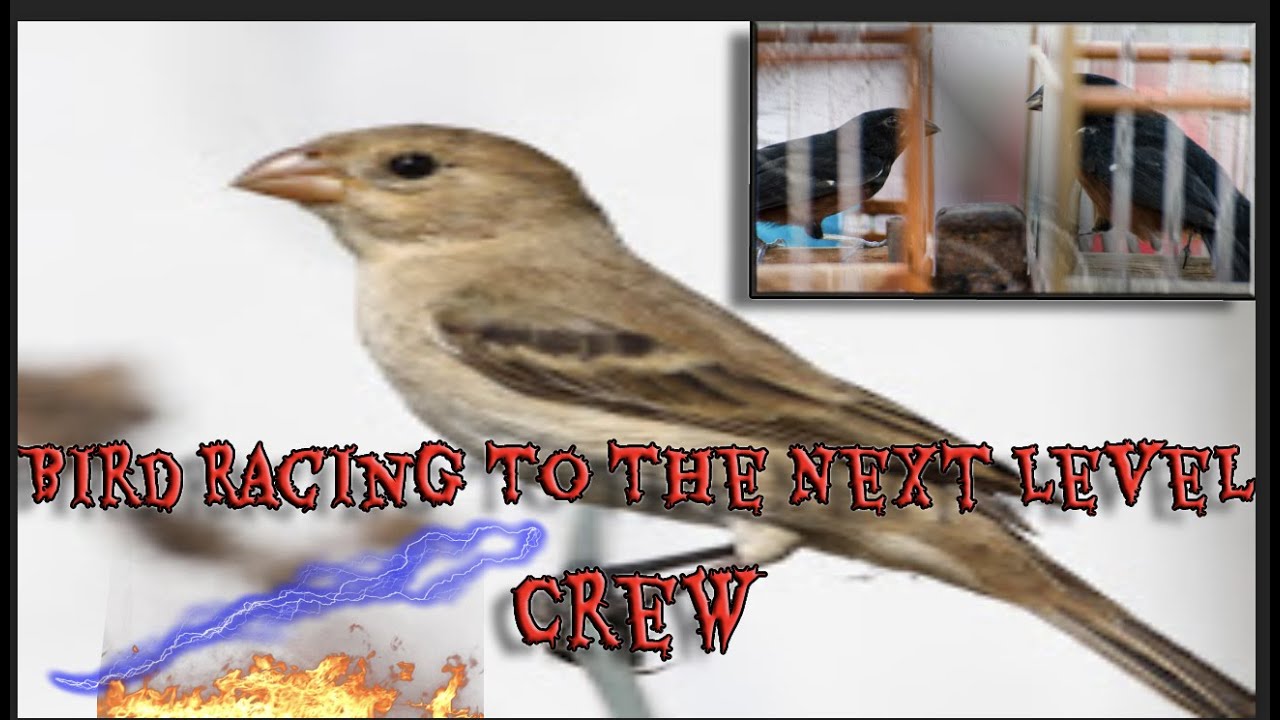 FIRE RED vs FIRE RED《 BEST OF THE BEST IN THE 🌎 🔥 💯 》 - YouTube