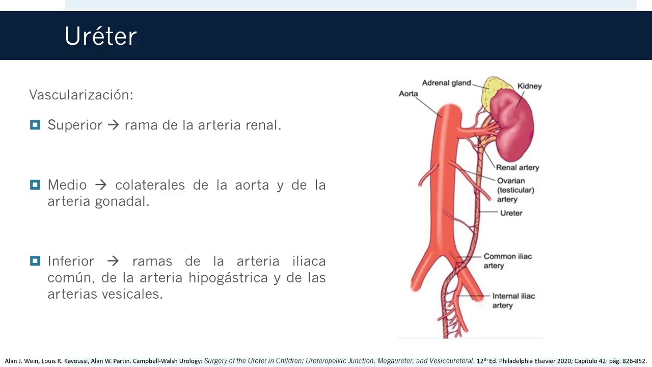 Megauréter - YouTube