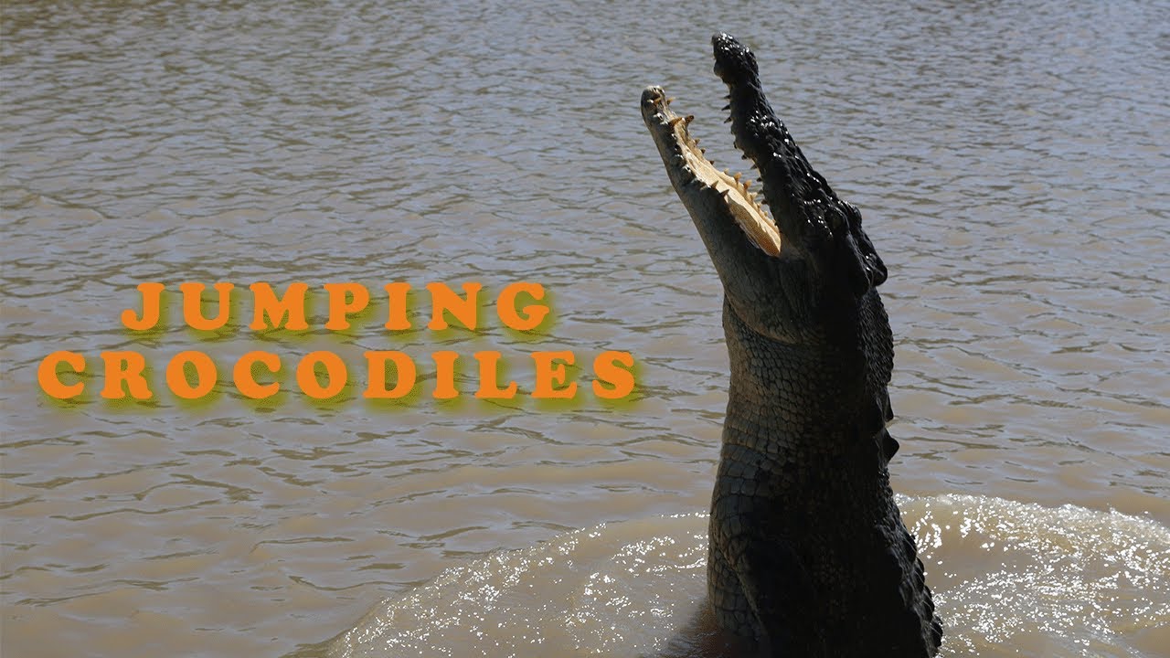 Crocodile Jumping Tour Adelaide River - YouTube