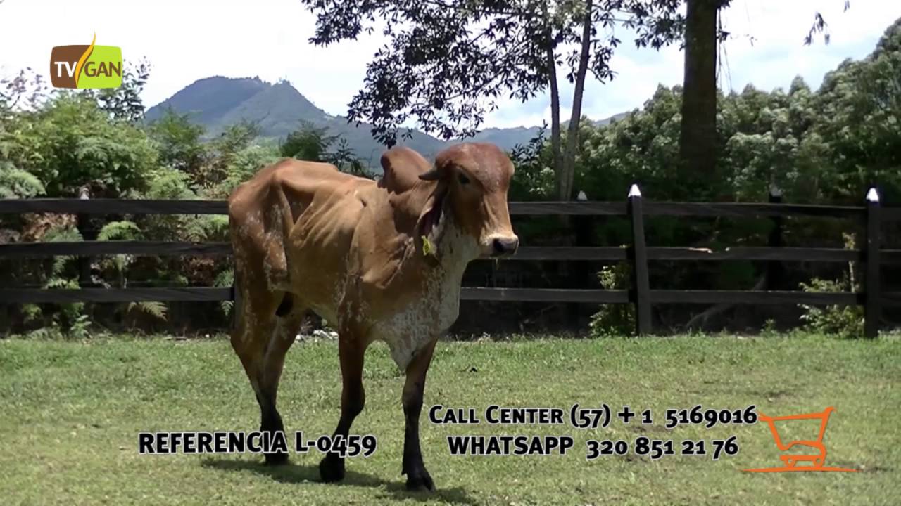 2016:TORETE PURO PARA LA REPRODUCCIÓN, PESO PROM/ANIMAL 270 KG, CARMEN ...