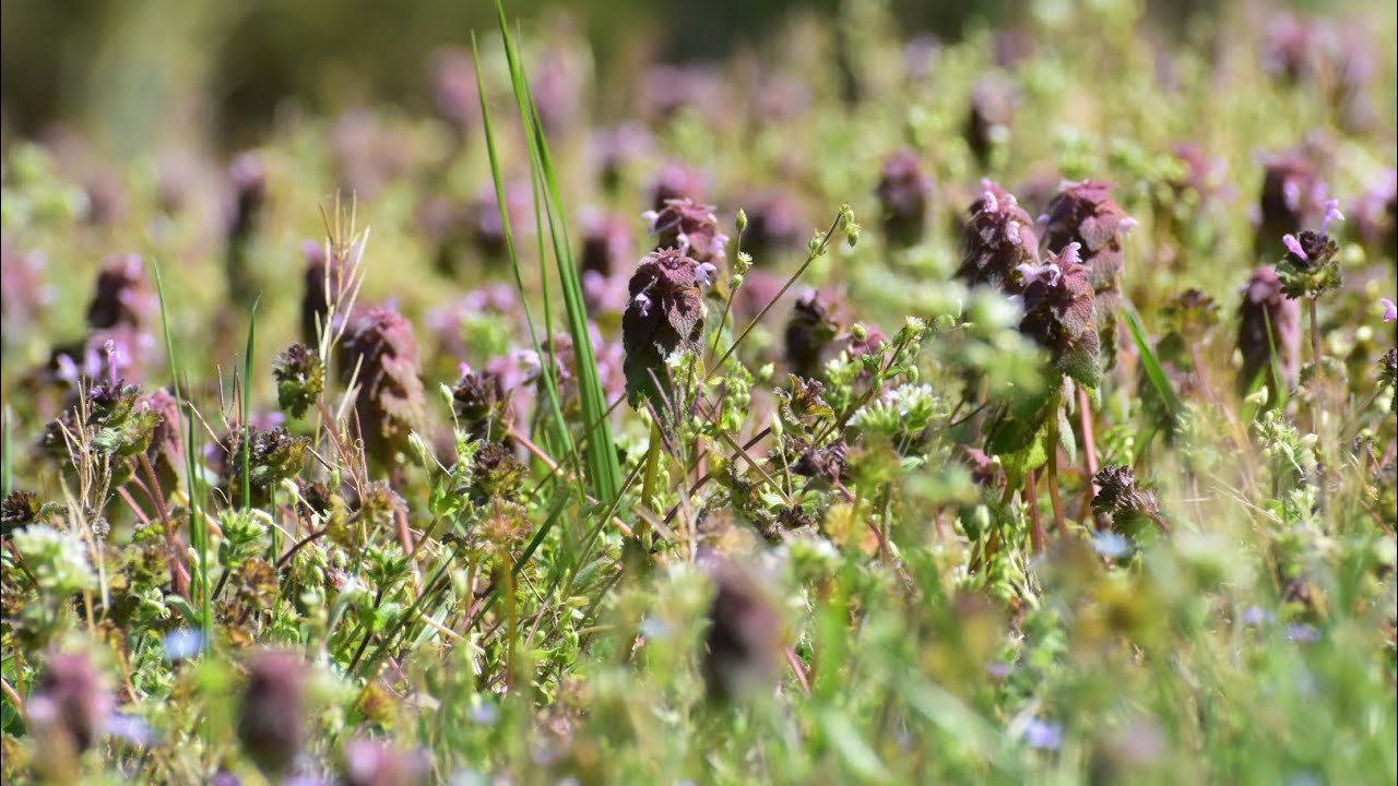 The Herbal Astrology Oracle Card Reading with Debra Stout - YouTube