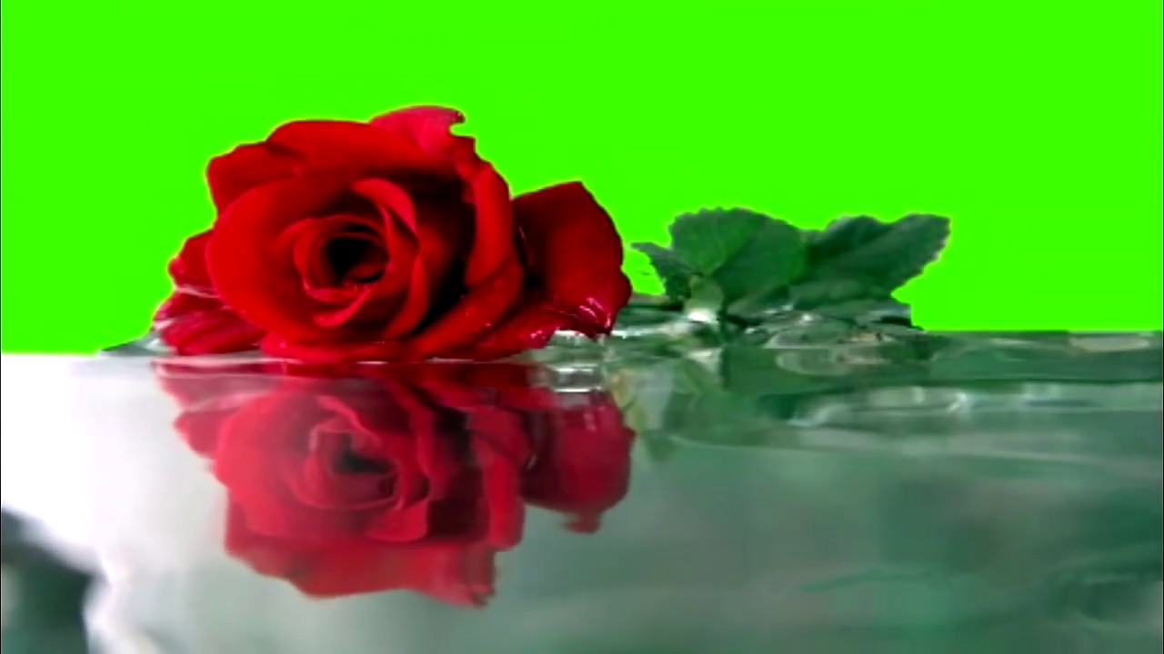 GREEN SCREEN ROSE, FLOWERS, GREETING CARD, SONY Vegas Pro, Adobe After ...