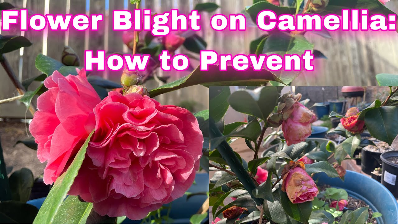 Flower Blight on Camellia: How to Prevent - YouTube