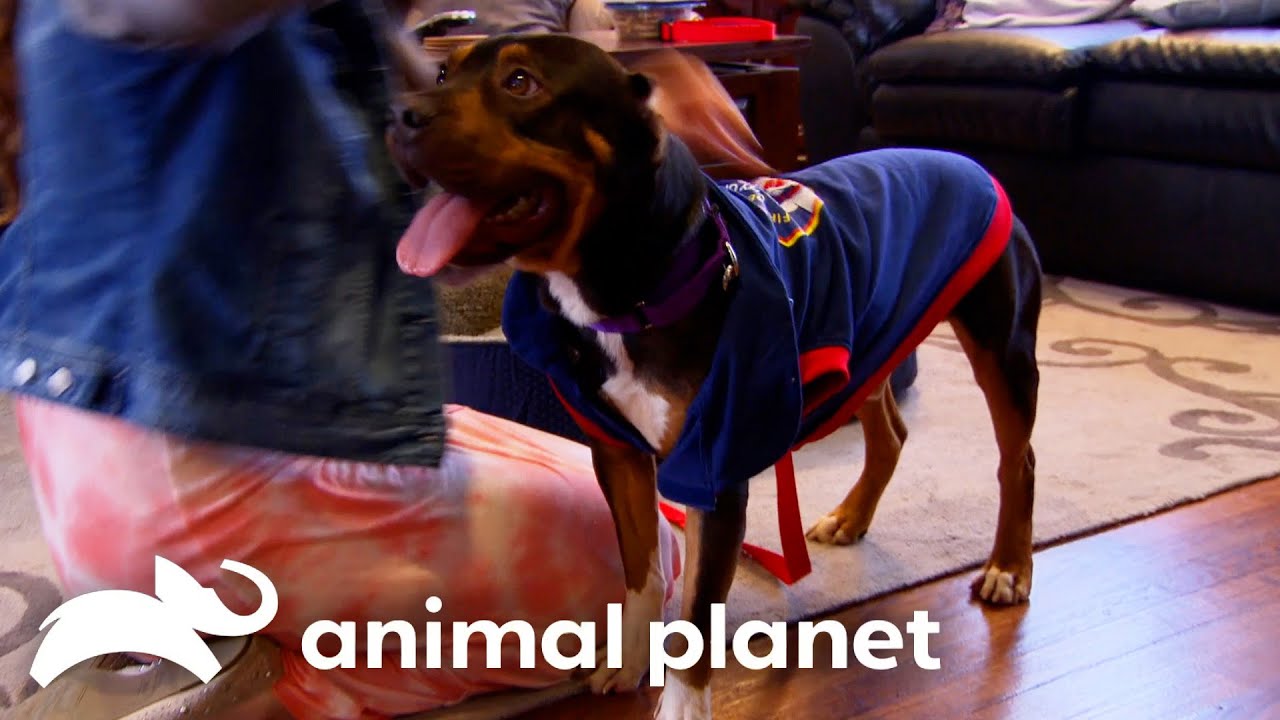 Volunteer Adopts Her Favorite Dog | Pit Bulls and Parolees | Animal ...