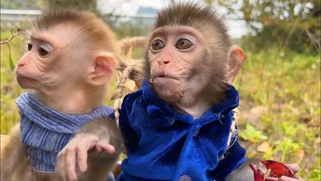 monyet lucu cute monkey lagi makan buah, mainan anak anak, mobil ...