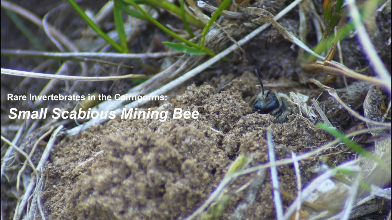 Small Scabious Mining Bee | Rare Invertebrates in the Cairngorms - YouTube