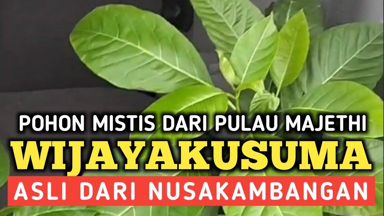 Pohon Wijayakusuma Asli Dari Pulau Majethi Nusakambangan - YouTube