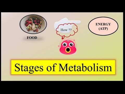 How food is converted to energy? Stages of Metabolism #biochemistry ...