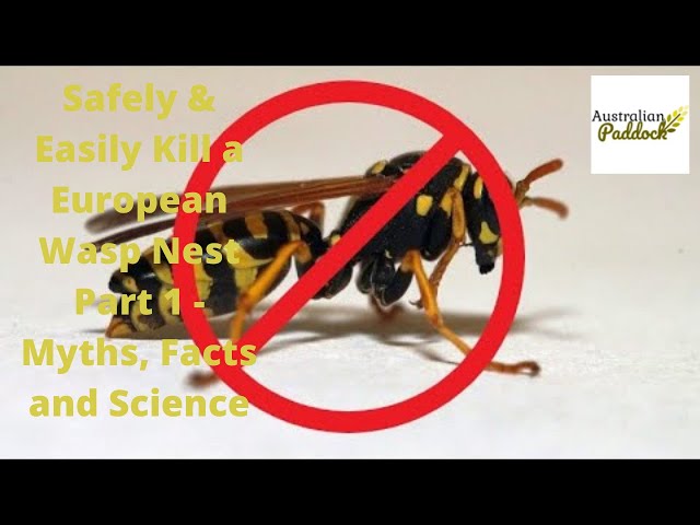 How To Get Rid Of European Paper Wasps Control Facts Etc Bee And Wasp
