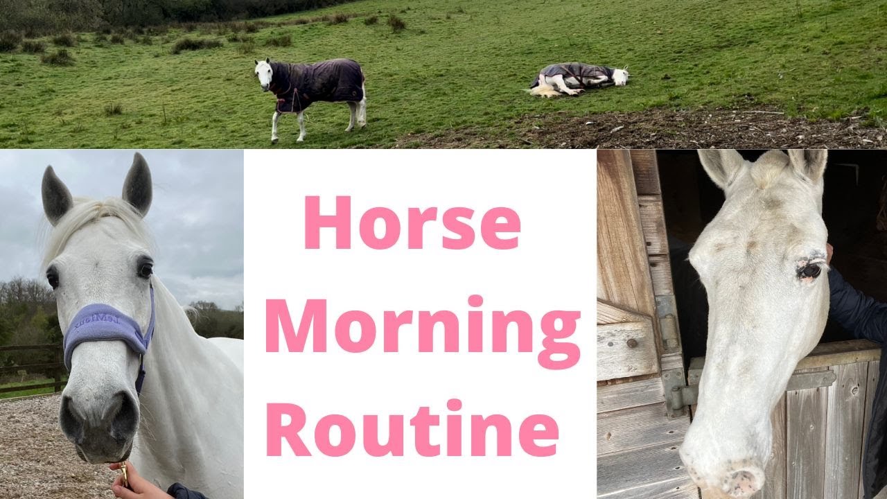 Horse Morning Routine - YouTube