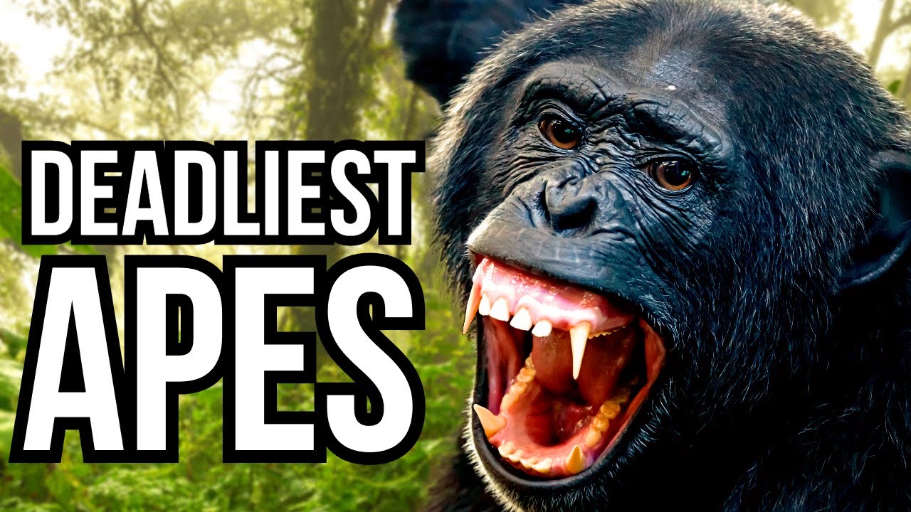 Ranking All 8 Great Apes From Least Deadly To Deadliest - YouTube