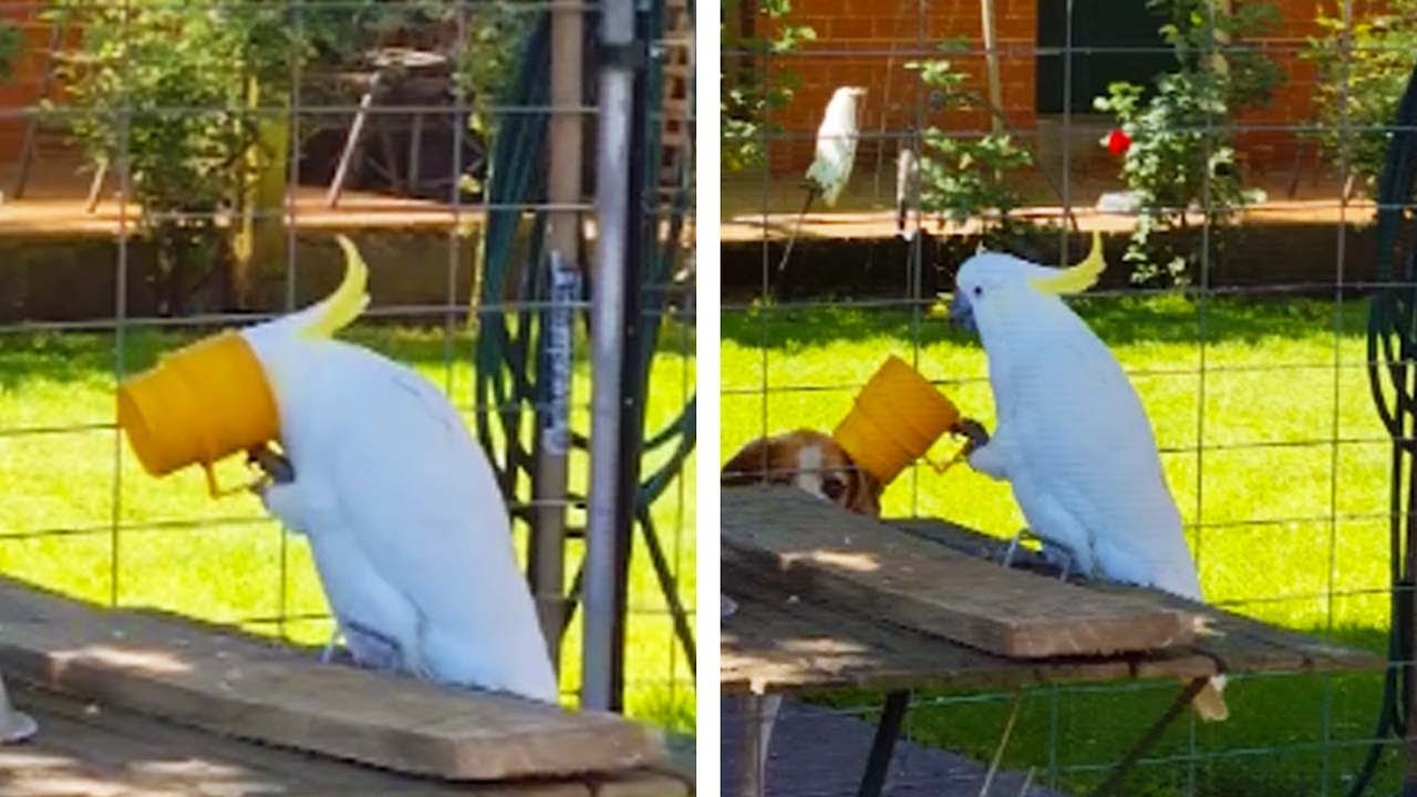 Funny Cockatoo Drinks Perfectly From A Cup! - Funny Cockatoo Video 😂😁 ...