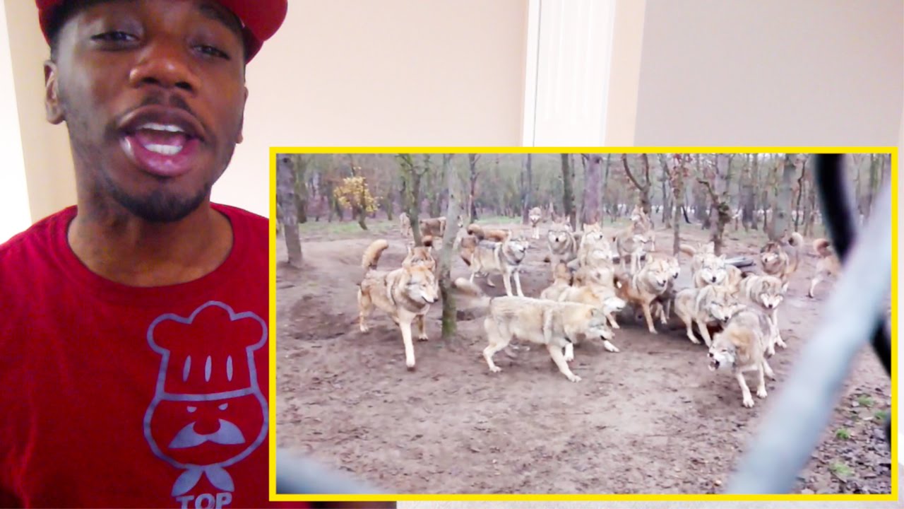 Wolfpack Attack On Omega Wolf Reaction - YouTube
