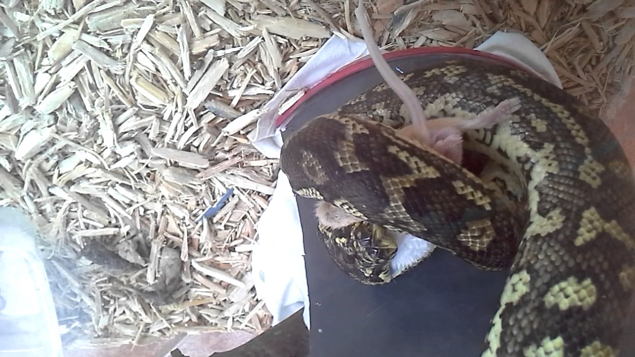 Python vs rat!!!!! - YouTube