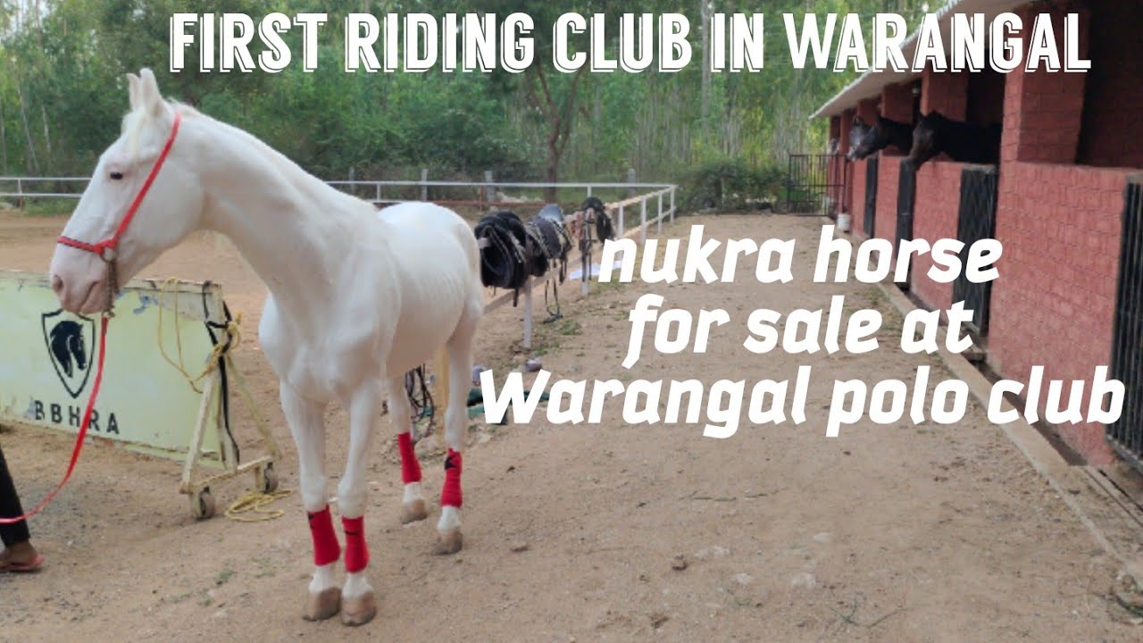 nukra horse in Warangal | white ghoda | first riding club in Warangal ...