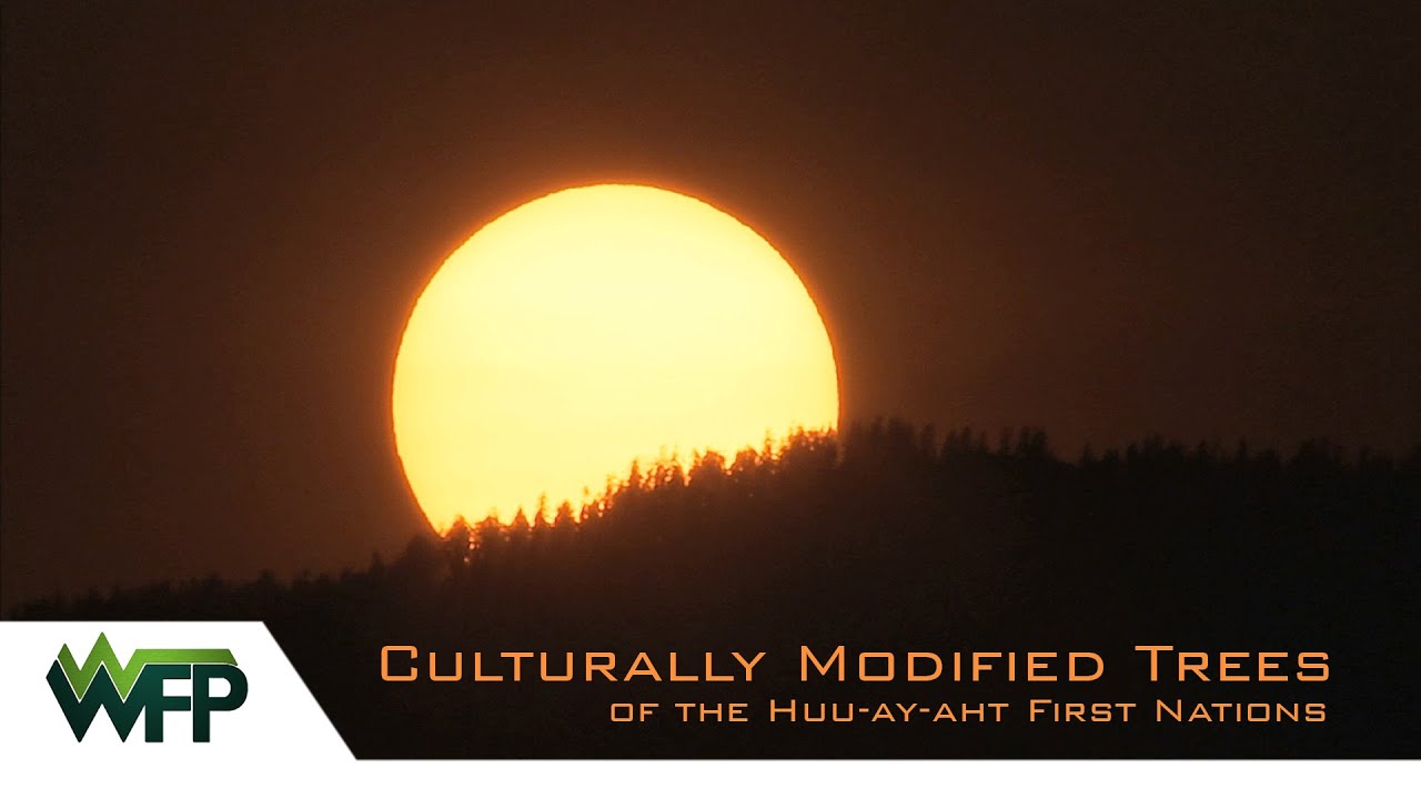 Culturally Modified Trees Of The Huu-ay-aht First Nations - Western ...