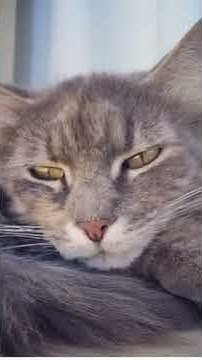 You're still talking? Funny indifferent cat talking - YouTube