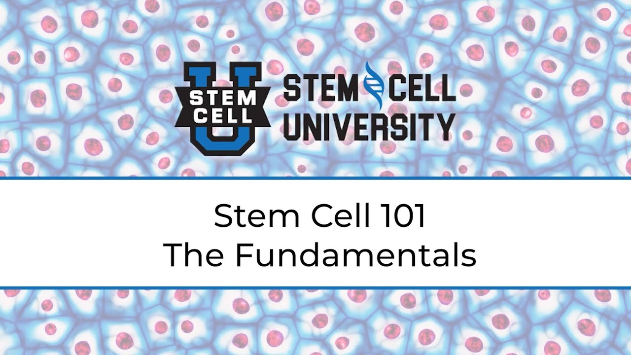 Stem Cell 101 - The Fundamentals | Discover the Exciting World of Stem ...