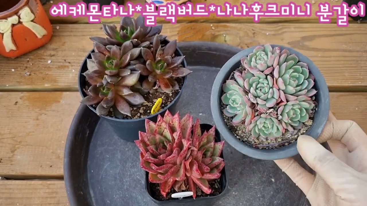 가성비 최고 빨간 다육이 에케몬타나 새캄새캄 블랙버드 따글이 나나후크미니 분갈이 꽃나래다육에서 온 군생 다육이들